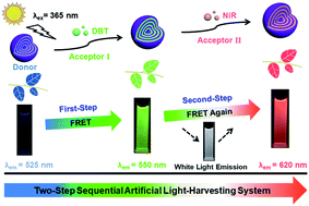 A highly efficient artificial light-harvesting system with two-step ...