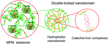 Mussel cuticle-mimetic ultra-tough, self-healing elastomers with double ...