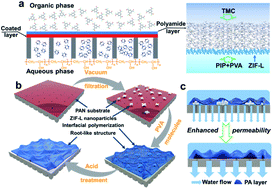 Root-like polyamide membranes with fast water transport for high ...