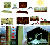 Janus wood membranes for autonomous water transport and fog collection ...