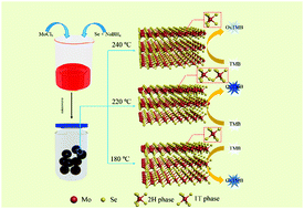 Continuous phase regulation of MoSe2 from 2H to 1T for the optimization ...