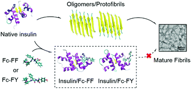 Ferrocene-modified peptides as inhibitors against insulin amyloid ...