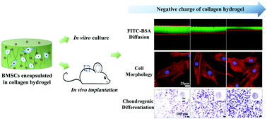 The negatively charged microenvironment of collagen hydrogels regulates ...