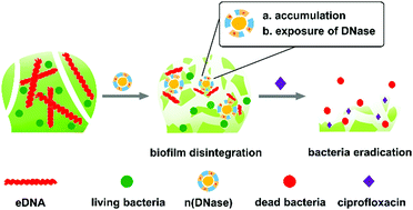 Encapsulated DNase improving the killing efficiency of antibiotics in ...