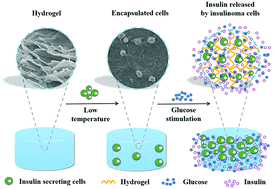 A bio-inspired injectable hydrogel as a cell platform for real-time ...
