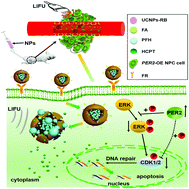 The circadian clock gene PER2 enhances chemotherapeutic efficacy in ...