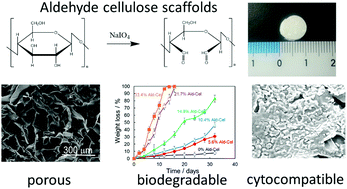 Controlling the degradation of cellulose scaffolds with Malaprade ...