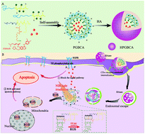 Photo-induced specific intracellular release EGFR inhibitor from enzyme ...