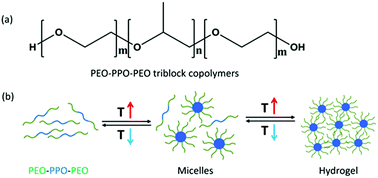 In situ formation of injectable hydrogels for chronic wound healing ...