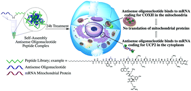 Intracellular delivery of therapeutic antisense oligonucleotides ...
