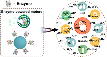 Enzyme catalysis powered micro/nanomotors for biomedical applications ...