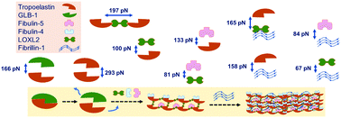 Insights into the biophysical forces between proteins involved in ...