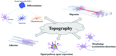 Neural tissue engineering: the influence of scaffold surface topography ...
