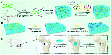 Consecutive dephosphorylation by alkaline phosphatase-directed in situ ...