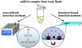 Magnetic nanoparticle-based amplification of microRNA detection in body ...