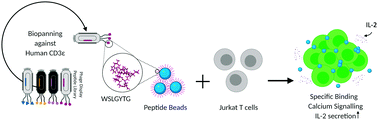 Calcium signaling on Jurkat T cells induced by microbeads coated with ...