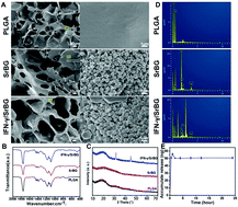 IFN-γ/SrBG composite scaffolds promote osteogenesis by sequential ...