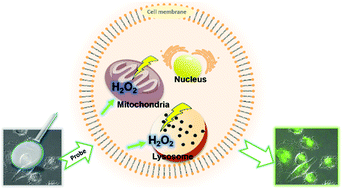 Mitochondria and lysosome-targetable fluorescent probes for hydrogen ...
