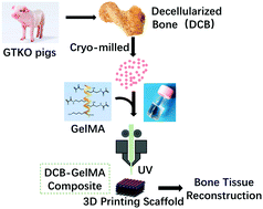 Hydrogel composite scaffolds with an attenuated immunogenicity ...