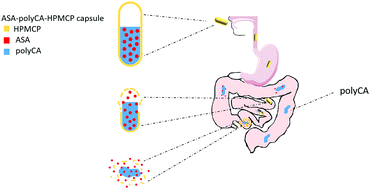 A novel cyanoacrylate-based matrix excipient in HPMCP capsules forms a ...