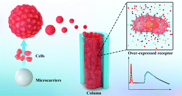 Cell-based 3D bionic screening by mimicking the drug–receptor ...