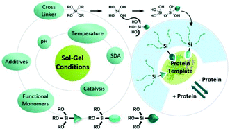 Sol–gel process: the inorganic approach in protein imprinting - Journal ...