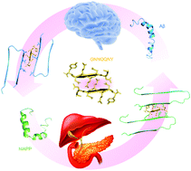 Dual amyloid cross-seeding reveals steric zipper-facilitated ...