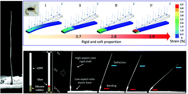 High-aspect-ratio deflection transducers inspired by the ultra ...