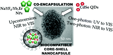 Enhancing optical functionality by co-loading NaYF4:Yb,Er and CdSe QDs ...