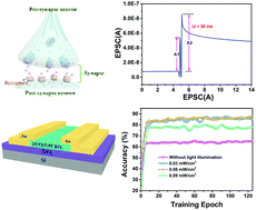 An optoelectronic synaptic transistor with efficient dual modulation by ...