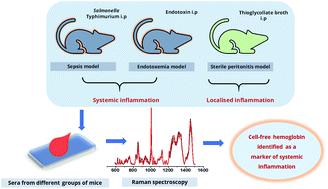 Cell-free hemoglobin is a marker of systemic inflammation in mouse ...