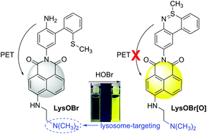 A lysosome-targeted probe for the real-time detection of hypobromous ...