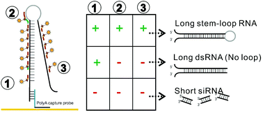 A polyA DNA probe-based ultra-sensitive and structure-distinguishable ...