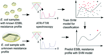 Detecting antimicrobial resistance in Escherichia coli using benchtop ...