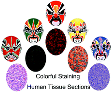 Universal colorful staining of cancer tissues and normal tissues for ...