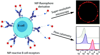 A fluorescent probe for STED microscopy to study NIP-specific B cells ...
