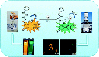 Ratiometric sensing of Zn2+ with a new benzothiazole-based fluorescent sensor and living cell ...