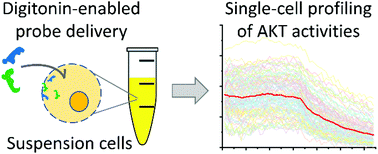 Digitonin-facilitated delivery of imaging probes enables single-cell ...