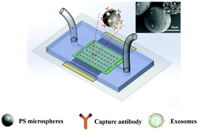 Microsphere mediated exosome isolation and ultra-sensitive detection on ...