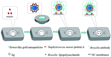 Flower-like gold nanoparticles labeled and silver deposition rapid ...