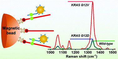 Highly specific detection of KRAS single nucleotide polymorphism by ...