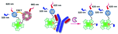 A study on the detection of free and bound biotin based on TR-FRET ...