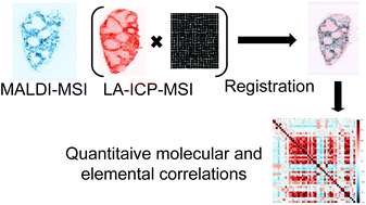 LA-ICP-MS and MALDI-MS image registration for correlating nanomaterial biodistributions and ...