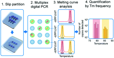 Multiplex digital PCR with digital melting curve analysis on a self ...