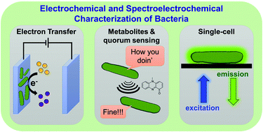 Electrochemical and spectroelectrochemical characterization of bacteria ...