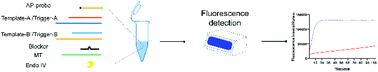 A universal probe system for low-abundance point mutation detection ...