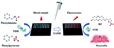 An enzyme cascade fluorescence-based assay for the quantification of ...