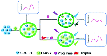 A ratiometric fluorescence strategy based on polyethyleneimine surface ...