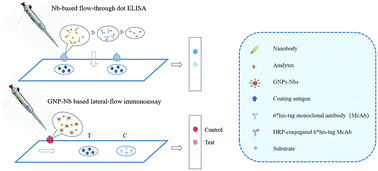 Development of nanobody-based flow-through dot ELISA and lateral-flow immunoassay for rapid ...