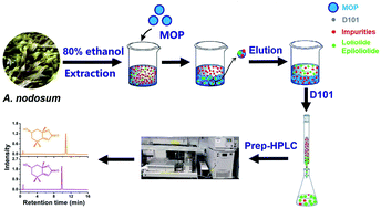 Preparative separation and purification of loliolide and epiloliolide ...